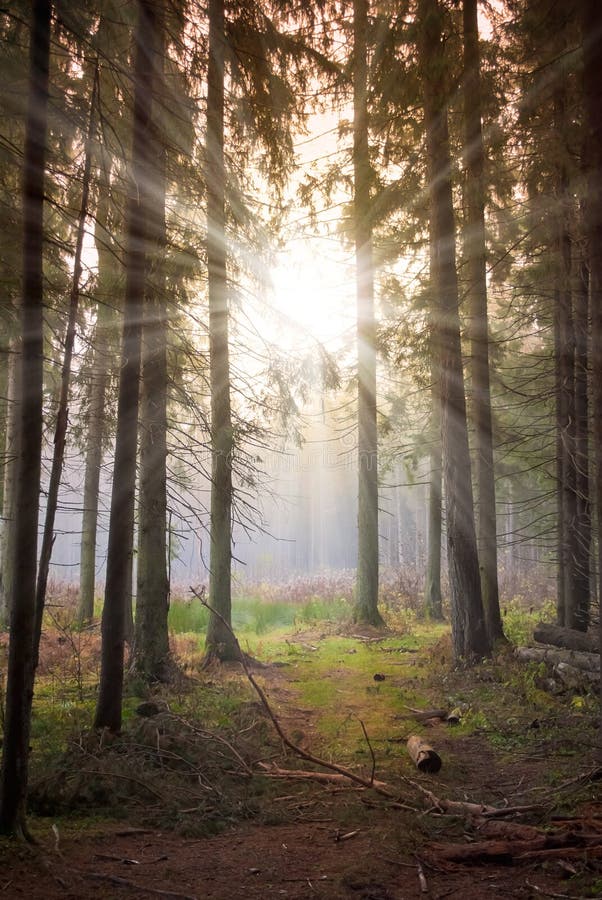 Sun in forest stock photo. Image of gold, relax, scene - 17786760