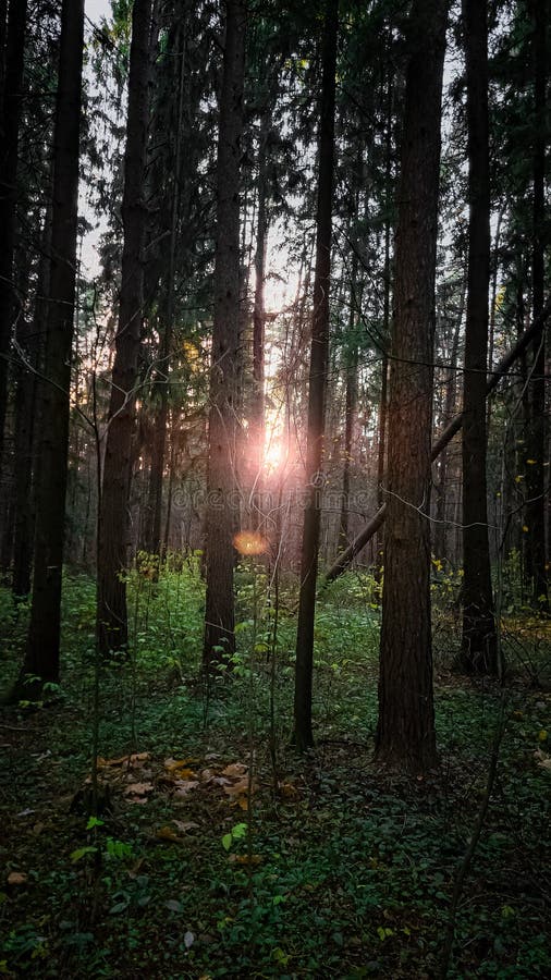 Sun in forest stock photo. Image of leaf, morning, jungle - 270591390