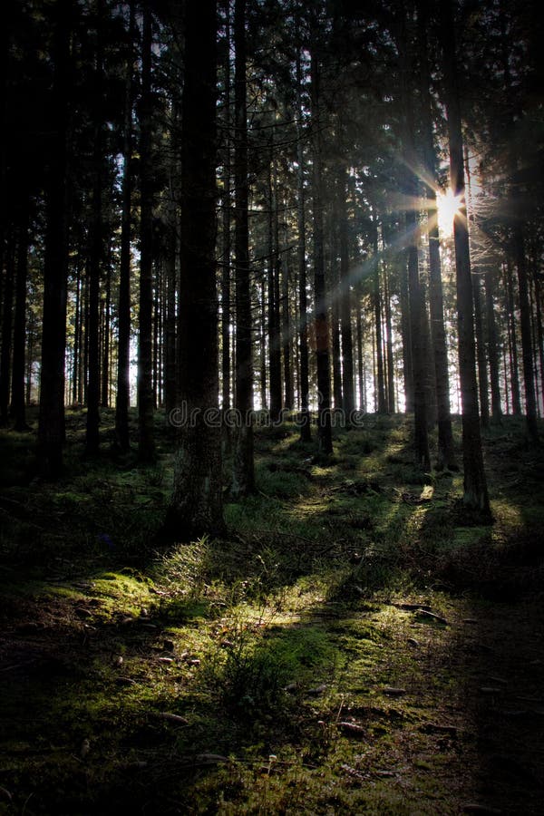 Spooky forest stock image. Image of mysterious, mystery - 20626609