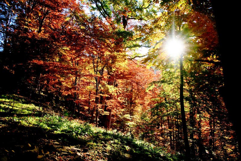 Sun In Forest Picture. Image: 7041809