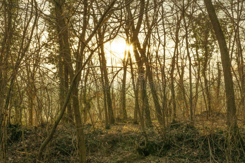 The sun on the forest stock photo. Image of environment - 113304212