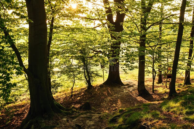 Sun in the forest stock photo. Image of tree, sunrise - 164221326