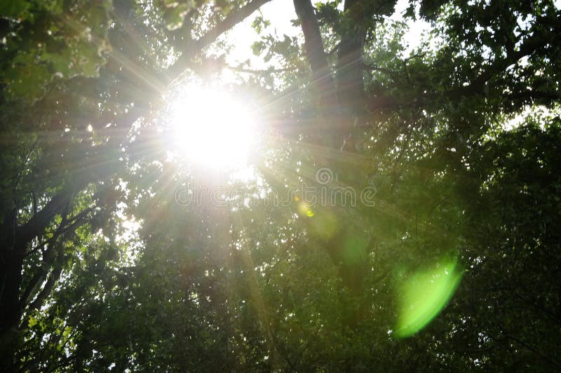 Sun in the forest stock photo. Image of peace, spring - 90173956
