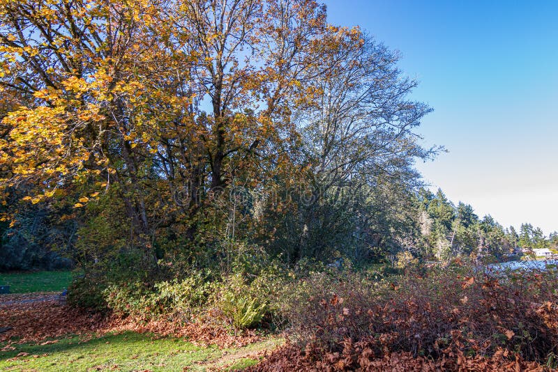The Sun on the Forest in Late Fall Stock Image - Image of forest ...
