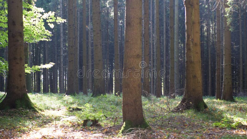 Sun in the Forest with Natural Light Stock Image - Image of isolated ...