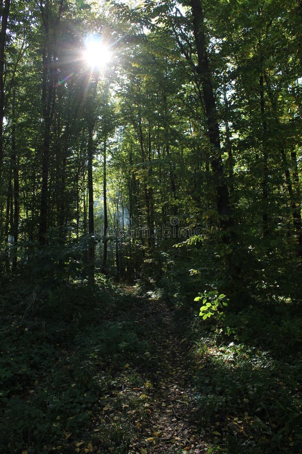 Sun, forest, relax. stock image. Image of grove, sunlight - 232421605