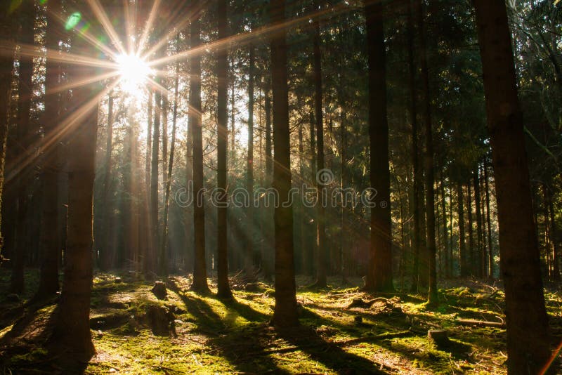 Sun in the Forest stock image. Image of beautiful, outdoors - 36431979