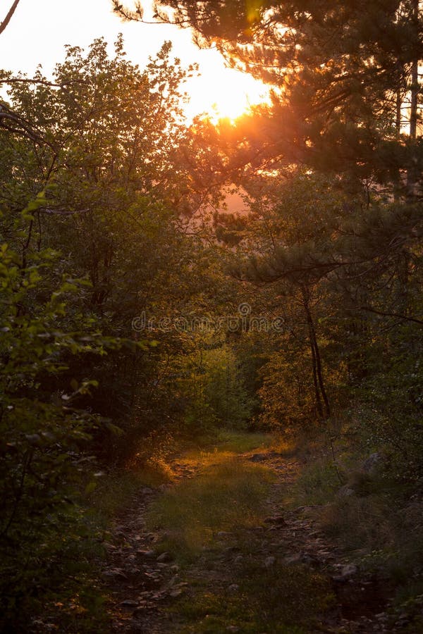 Beautiful Sun in the Forest. Summer Concept Stock Photo - Image of dusk ...