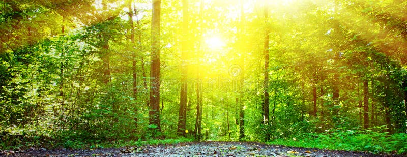 Sun in forest stock photo. Image of backlight, landscape - 57736578