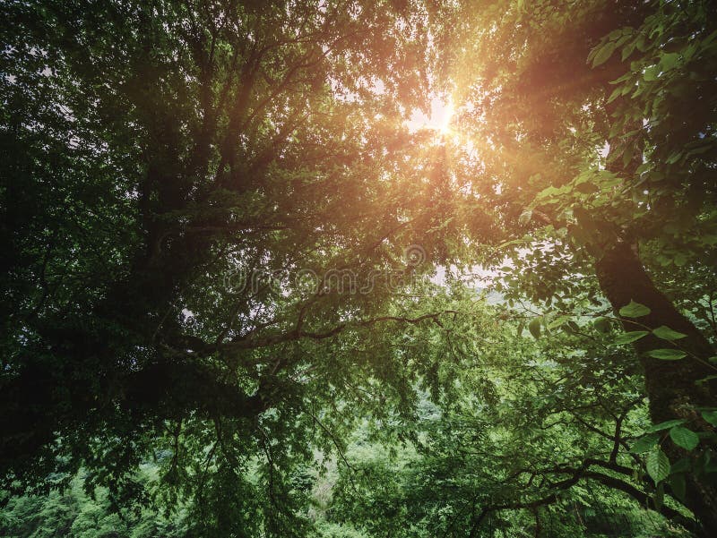 Sun in forest trees stock photo. Image of botany, park - 293728610