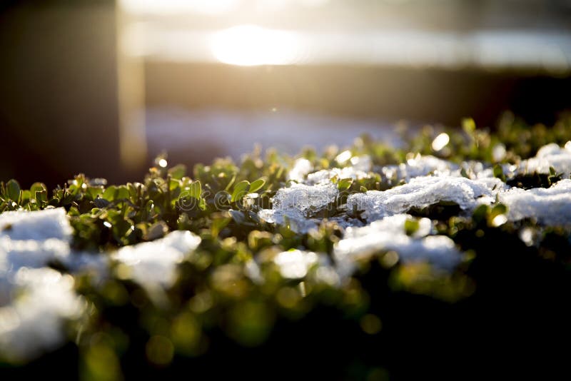 Sun on frost stock image. Image of thaw, frozen, frost - 85926759