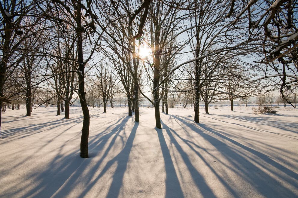 The sun, frost, snow. stock image. Image of deciduous - 12740949