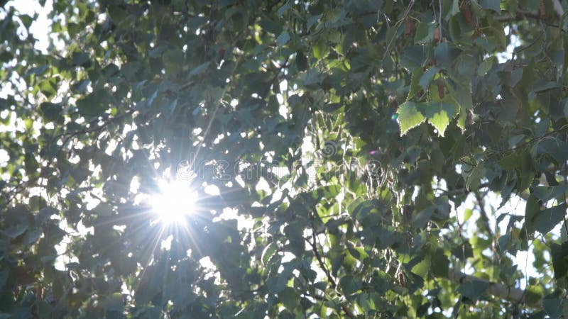 Sun Glare through the Foliage of a Tree Stock Footage - Video of glare ...