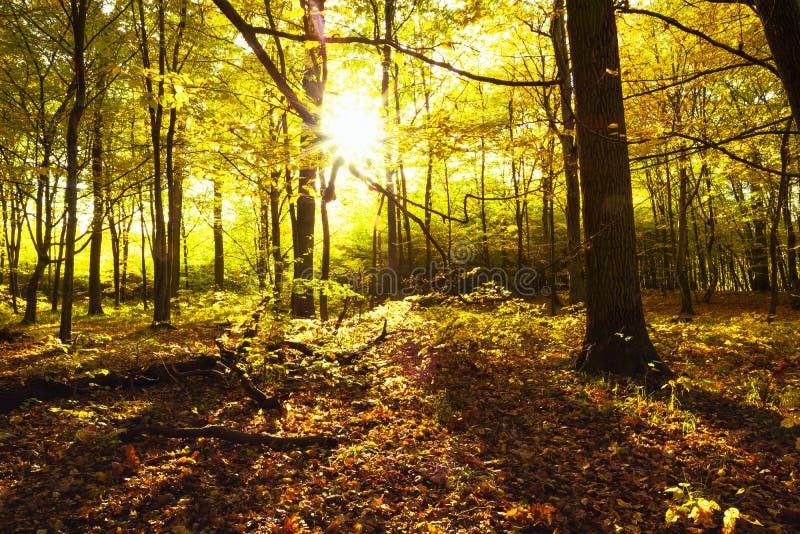 Sun Glare and Shadows in a Beautiful Autumn Forest Stock Photo - Image ...