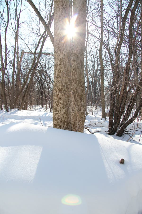 Sun Passing Trough a Tree in Winter Stock Image - Image of immaculate ...