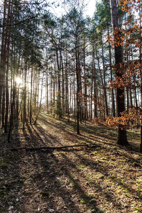 Sun Glow in the Forest. Sunrise in the Forest. Romantic Place Stock ...