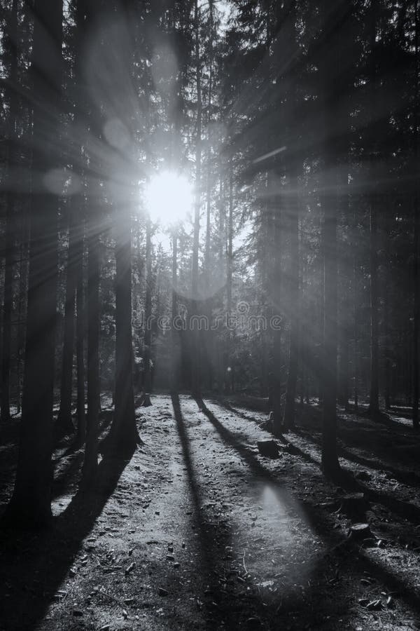 Deep forest stock image. Image of light, effects, forests - 236800379