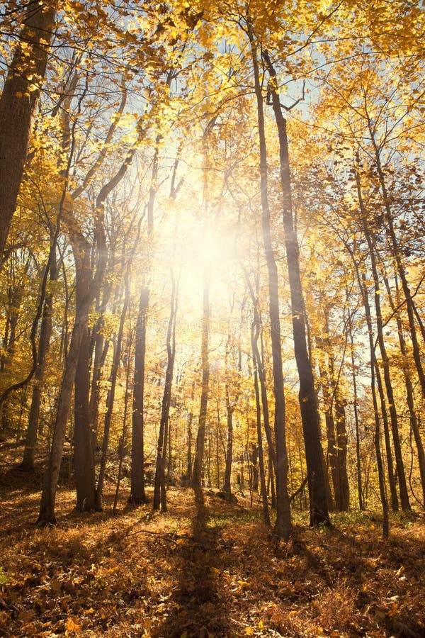 Sun Glowing Behind Autumn Trees Stock Photo - Image of glow, trees ...
