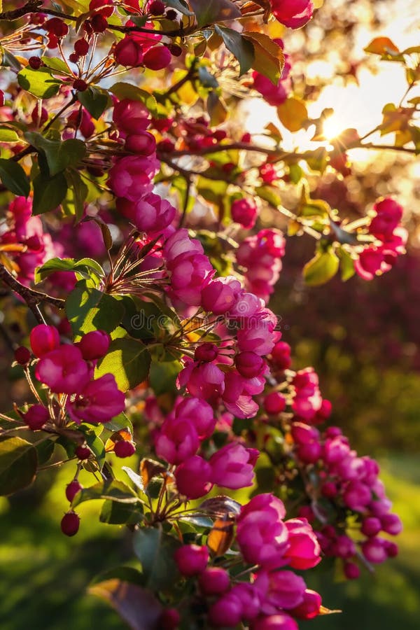 Sun Glowing Over a Pink Flowering Park Tree Stock Image - Image of ...