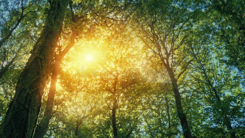 Sun Glowing through Tree Canopy Stock Footage - Video of beauty ...