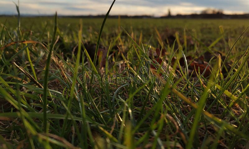 Meadow in the Sun at Midnight Stock Image - Image of prairie, nature ...