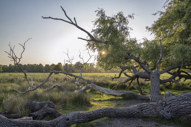 Sun Going Down Behind Old Fallen Willow Tree Stock Image - Image of ...