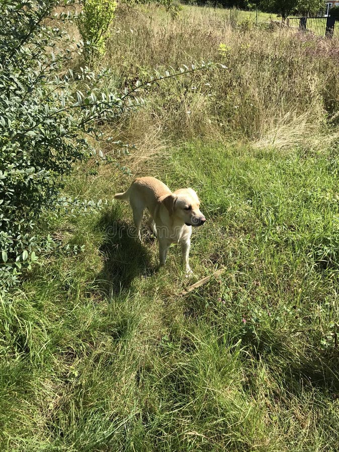 Dog stock image. Image of gras, dante, retrievers, labrador - 110629835
