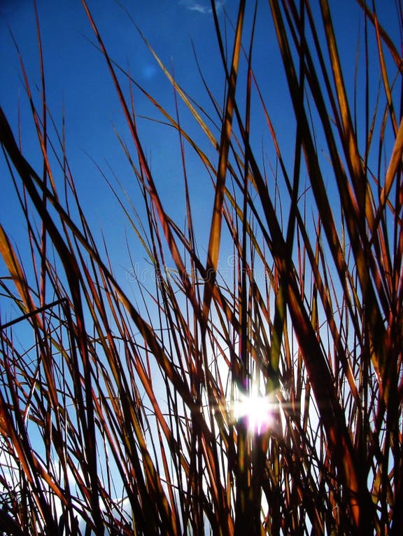 The sun through grass stock image. Image of growing, grass - 101291