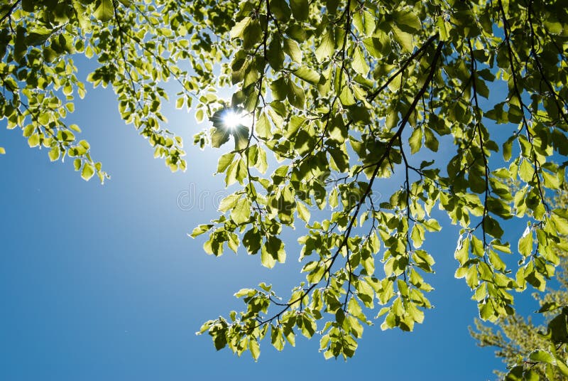 Sun and Green Leaves of the Tree Stock Image - Image of biology, flora ...