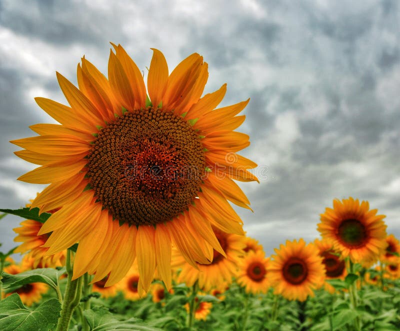 Sun on ground stock image. Image of like, shining, sunflower - 43619801