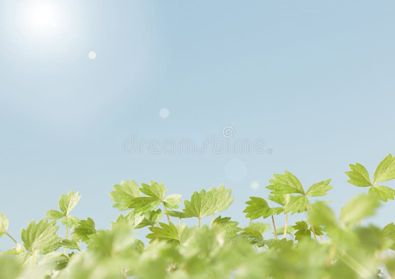 Sun and Growing Strawberry Plants Stock Image - Image of spring ...