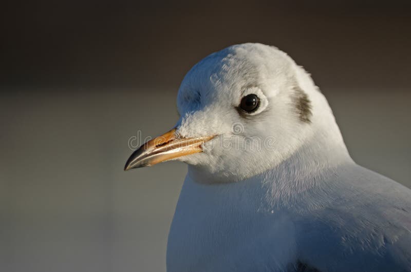 Sun gull stock image. Image of face, focus, closeup, wild - 23397655