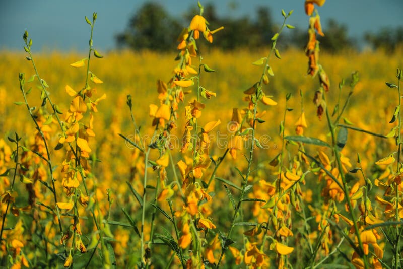 Sun hemp flowers field stock photo. Image of flower, agriculture - 83065596