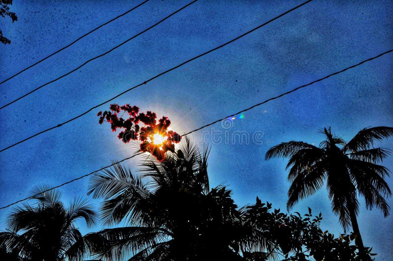 Hidden sun stock image. Image of branch, hidden, long - 149801701