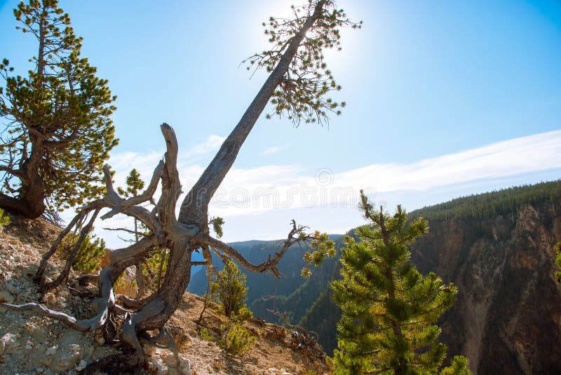 Sun Hiding Behind a Pine Tree Growing on the Crest of the Grand Canyon ...
