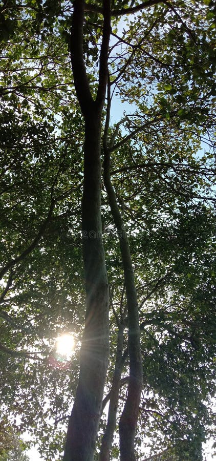 The Sun is Hiding Behind the Tree Stock Image - Image of nature, tree ...