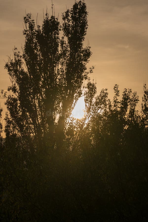 The Sun Hiding Behind a Tree Stock Photo - Image of light, dusk: 266199798