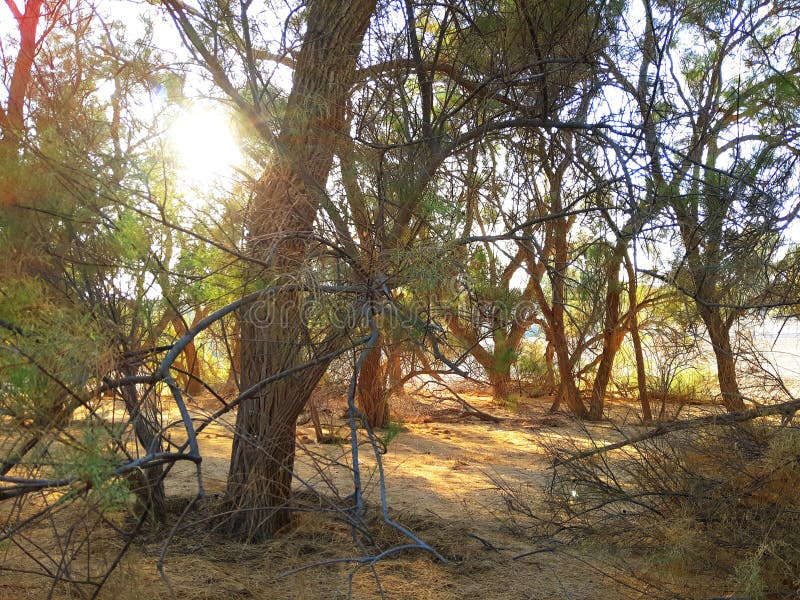 The Sun is Hiding Behind the Trees Stock Photo - Image of nature ...