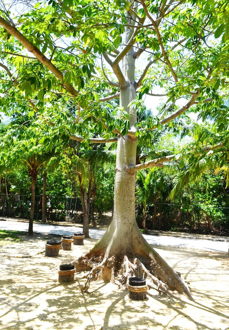 2,835 Kapok Tree Stock Photos - Free & Royalty-Free Stock Photos from ...