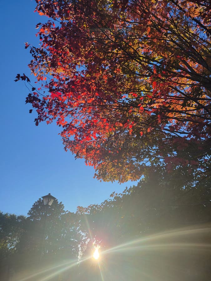 Sun Hitting a Tree in Autumn Stock Photo - Image of tree, hitting ...