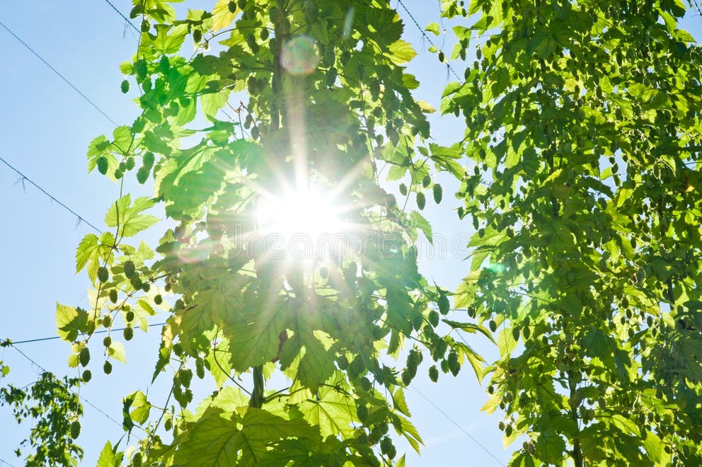 Sun through Hop Branch stock image. Image of sunshine - 28632055