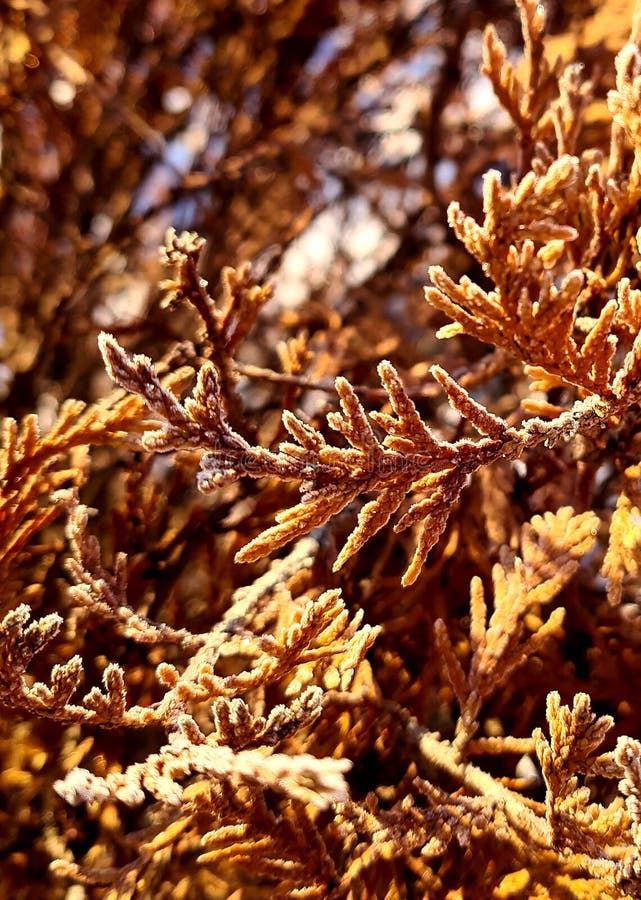 The Sun Illuminated Bright Brown Twigs Covered with Hoarfrost. Stock ...