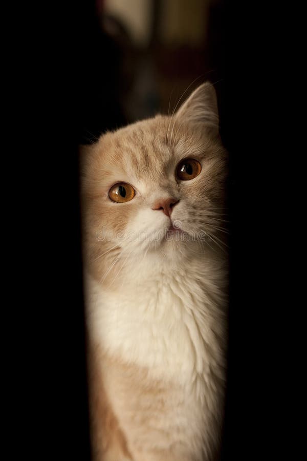 The Sun Illuminates the Cat in the Shade Stock Image - Image of shade ...