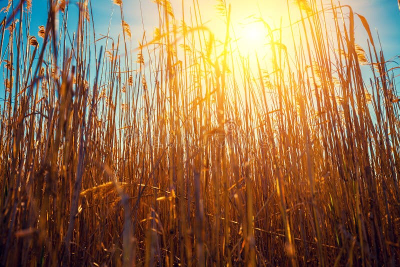 The Sun Illuminates the Reeds at Sunrise Stock Photo - Image of light ...