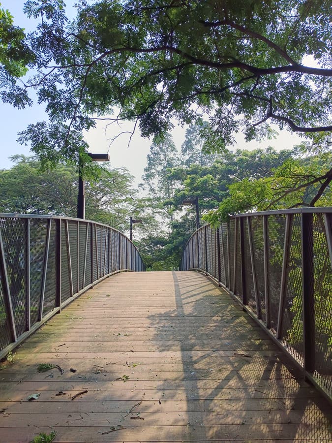 The Sun Illuminates the Wooden Bridge and Green Trees Stock Photo ...