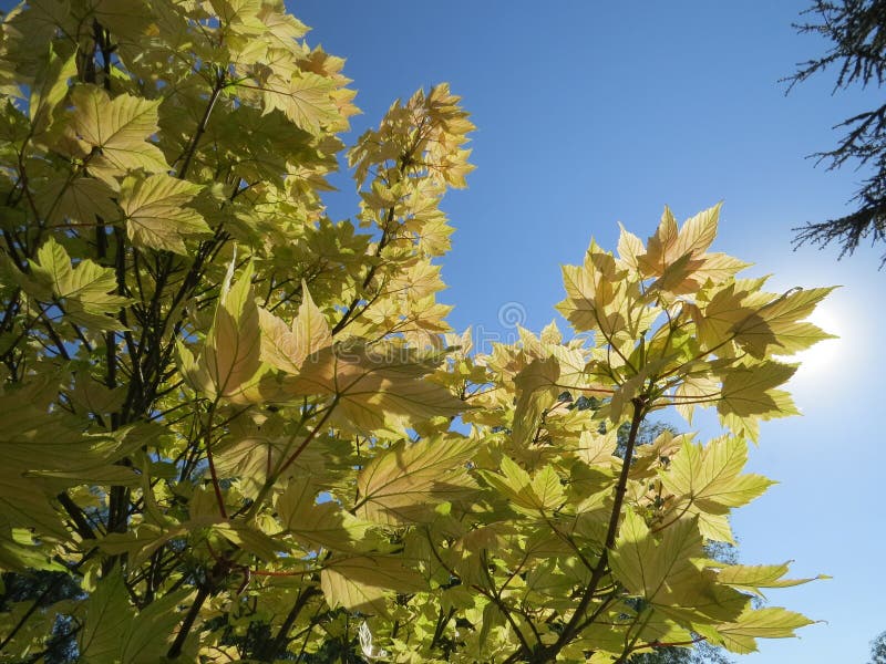 Sun on Japanese maple tree stock photo. Image of maple - 72704258