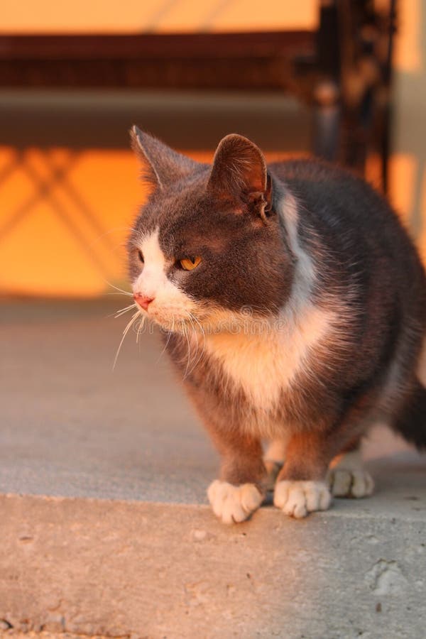 Sun-kissed Black and White Domestic Cat Stock Image - Image of pose ...