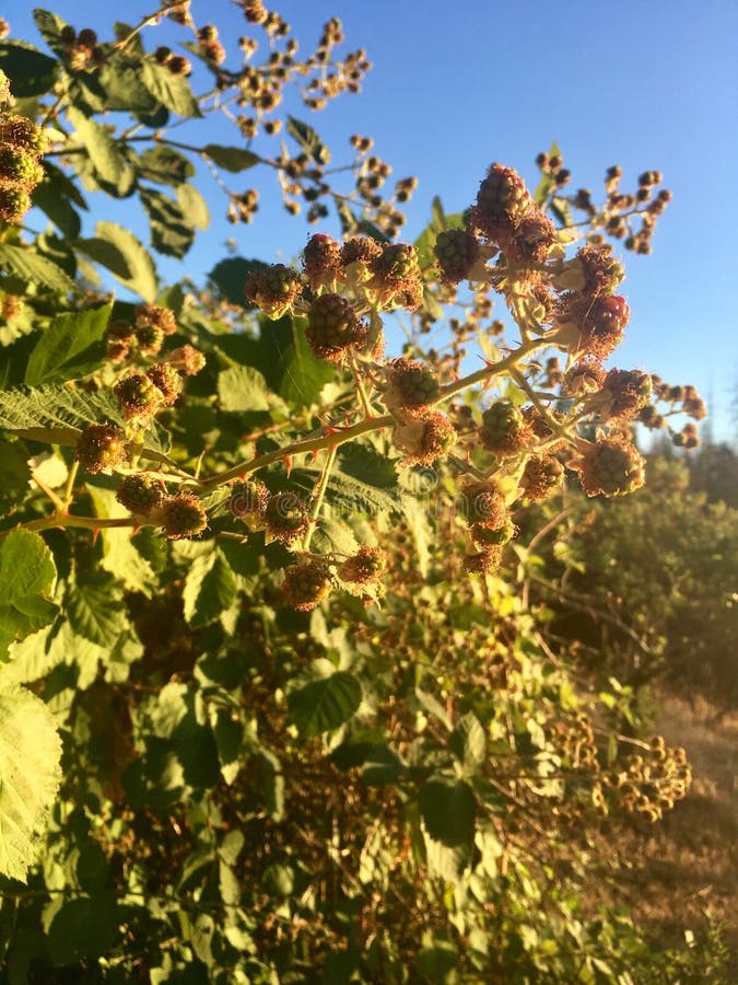 Sun sweet berries stock image. Image of sweet, kissed - 121693941