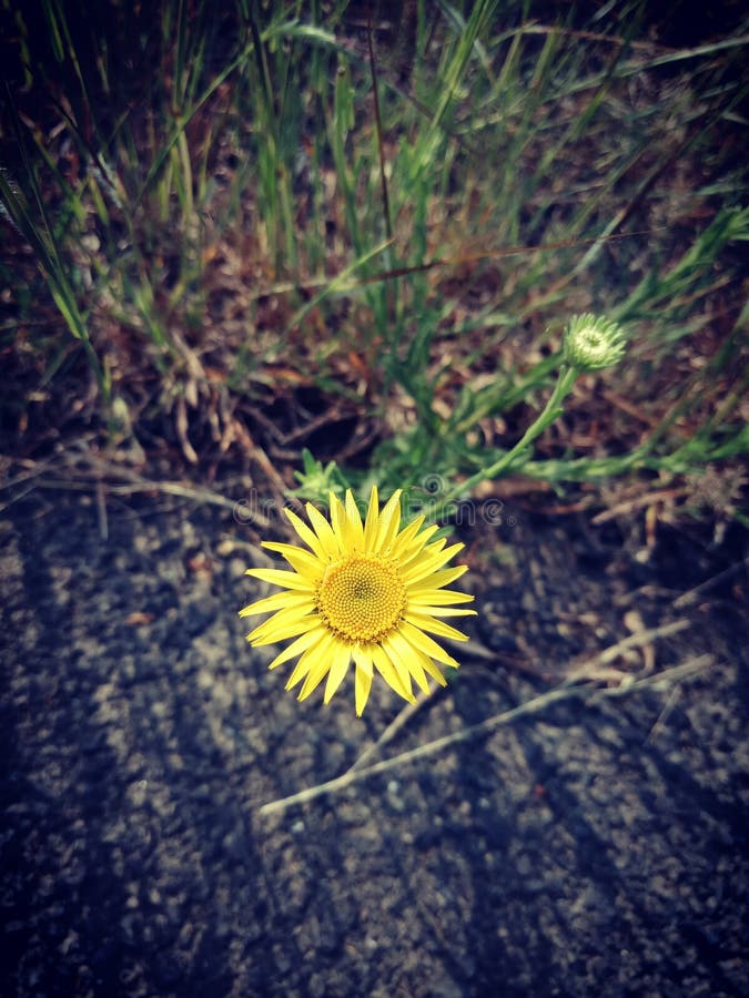 Sun-kissed and blessed stock photo. Image of kissed - 192201750