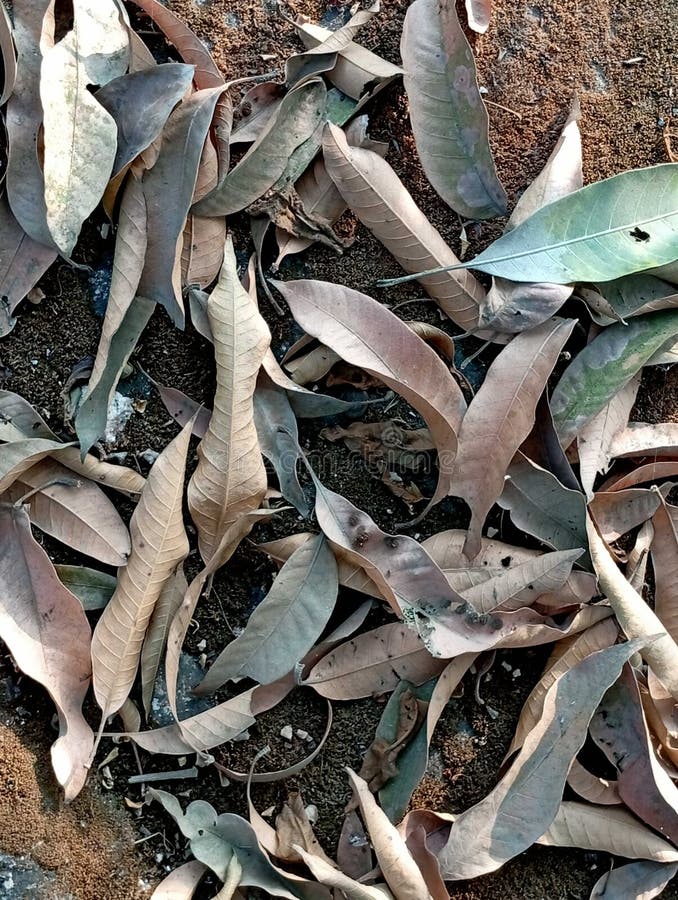 A Sun-Kissed Carpet of Dry Mango Leaves, Dry Mango Leaf, Dry Mango Leaf ...